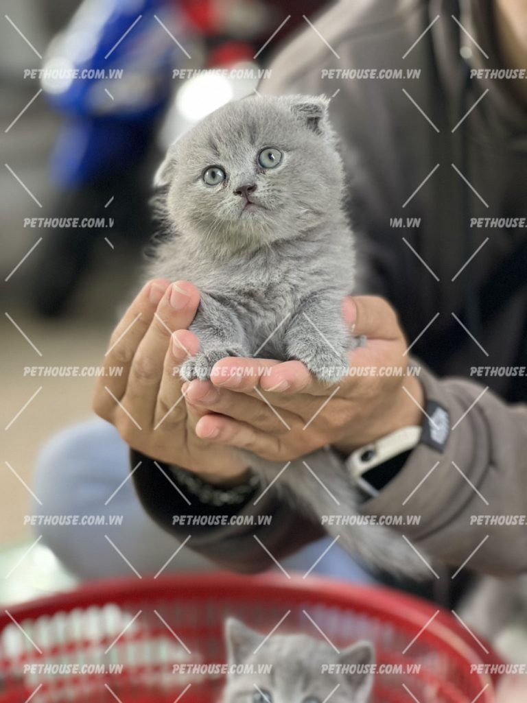 Mèo Scottish Fold - Giống Mèo Tai Cụp Đầy Quyến Rũ
