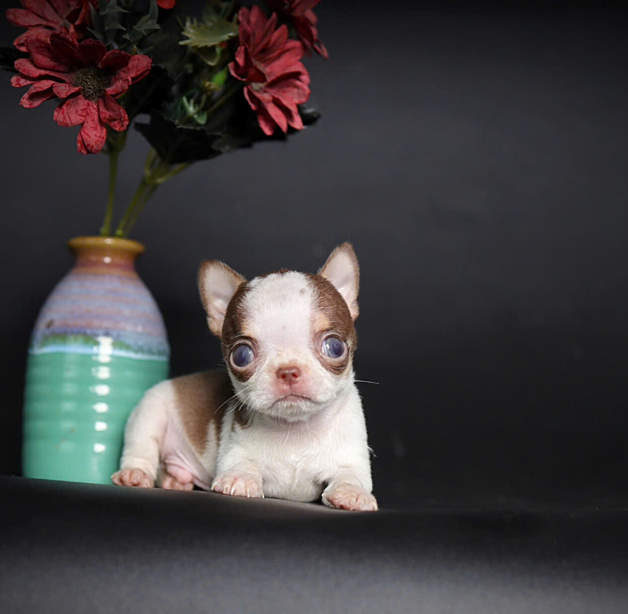 Chó Chihuahua Mini Teacup thuần chủng đẹp tại PetHouse